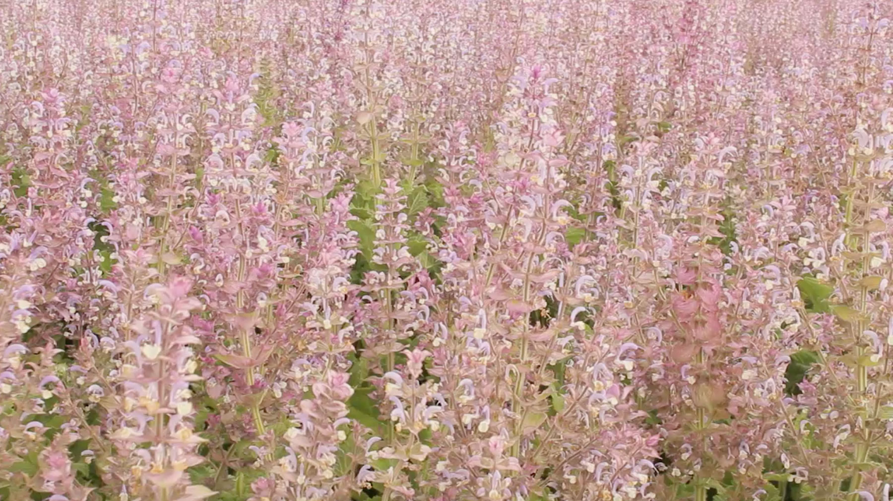 Bontoux | Depuis 1898